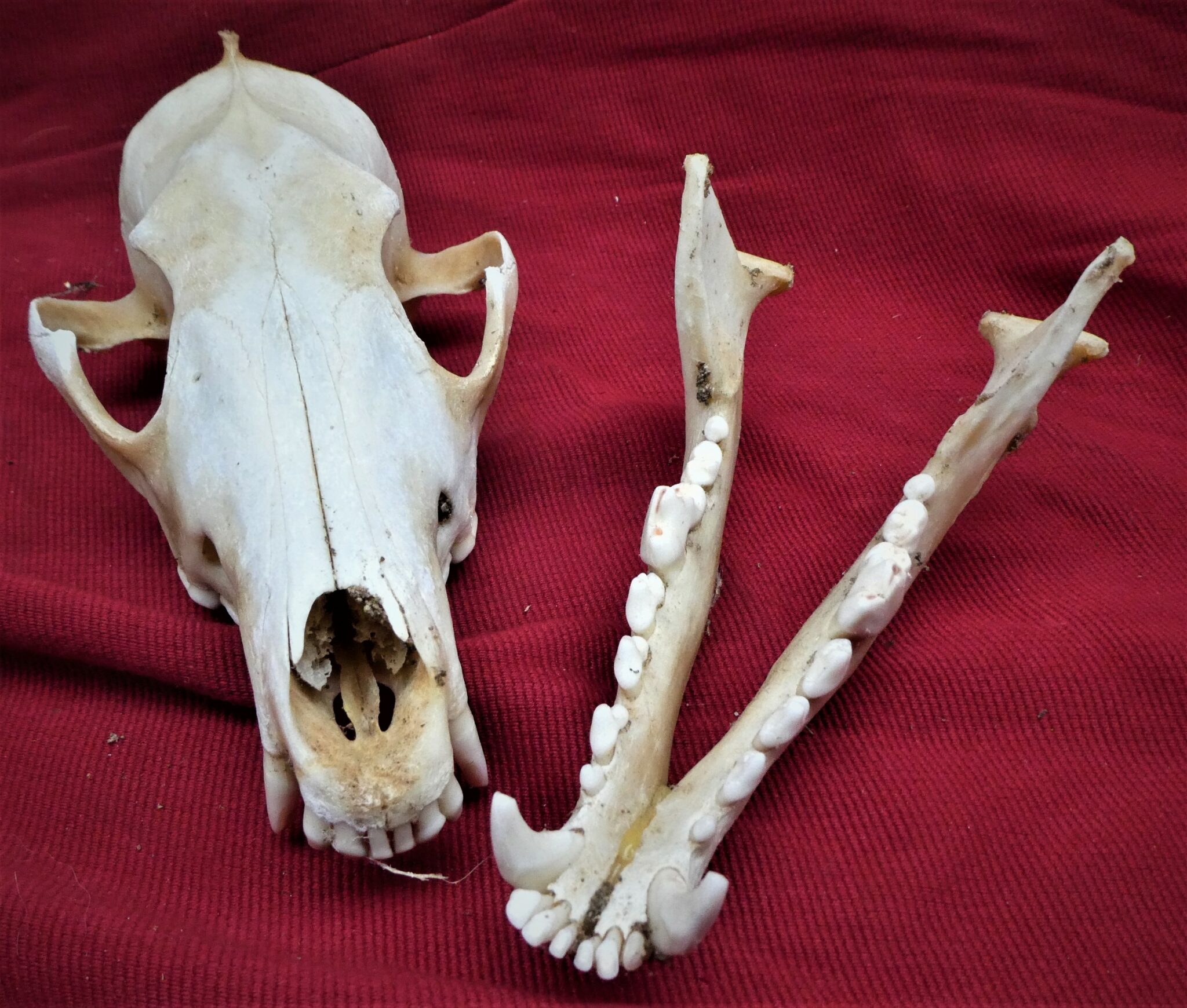 Schedel HOND (06) – De Decorkliniek