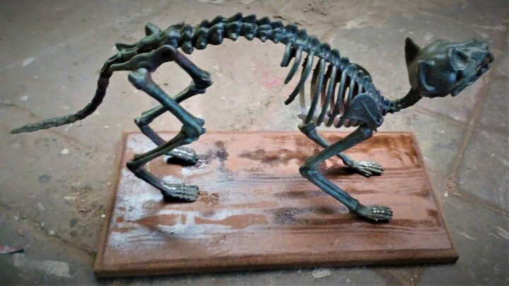 Skelet kat 01 – De Decorkliniek